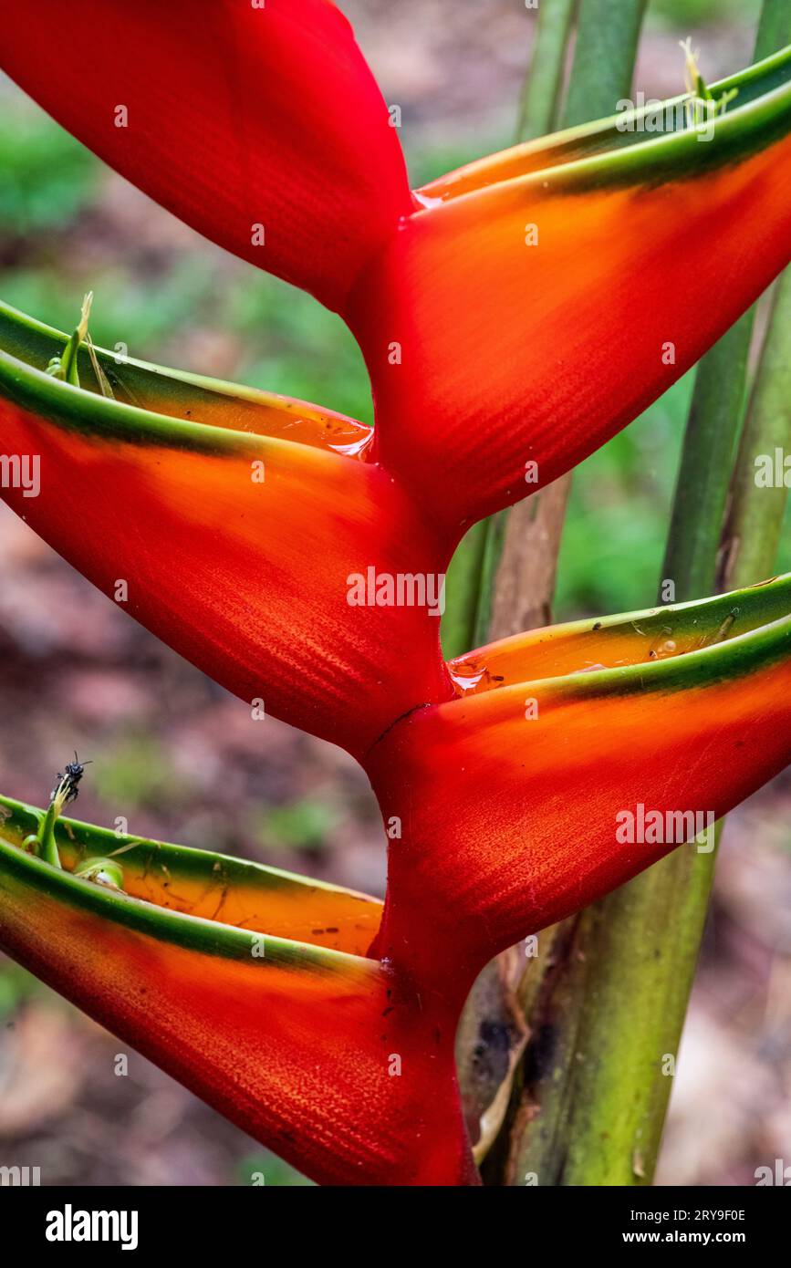 Heliconia flower in the amazonian rain forest, Perú Stock Photo - Alamy