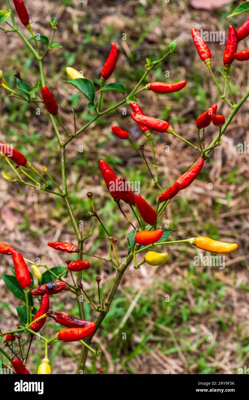 Chilli pepper slice hi-res stock photography and images - Alamy