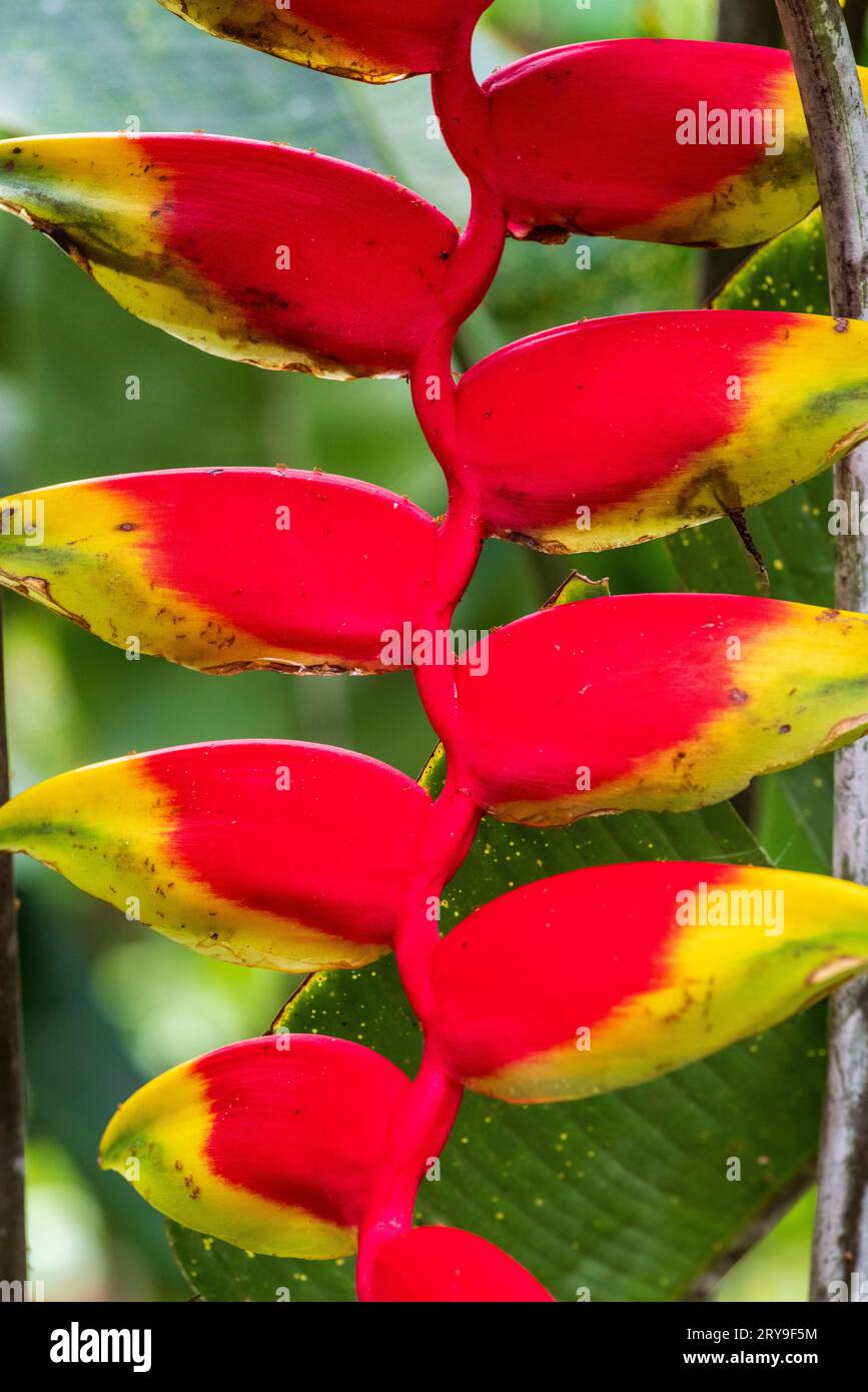 Heliconia flower in the amazonian rain forest, Perú Stock Photo - Alamy