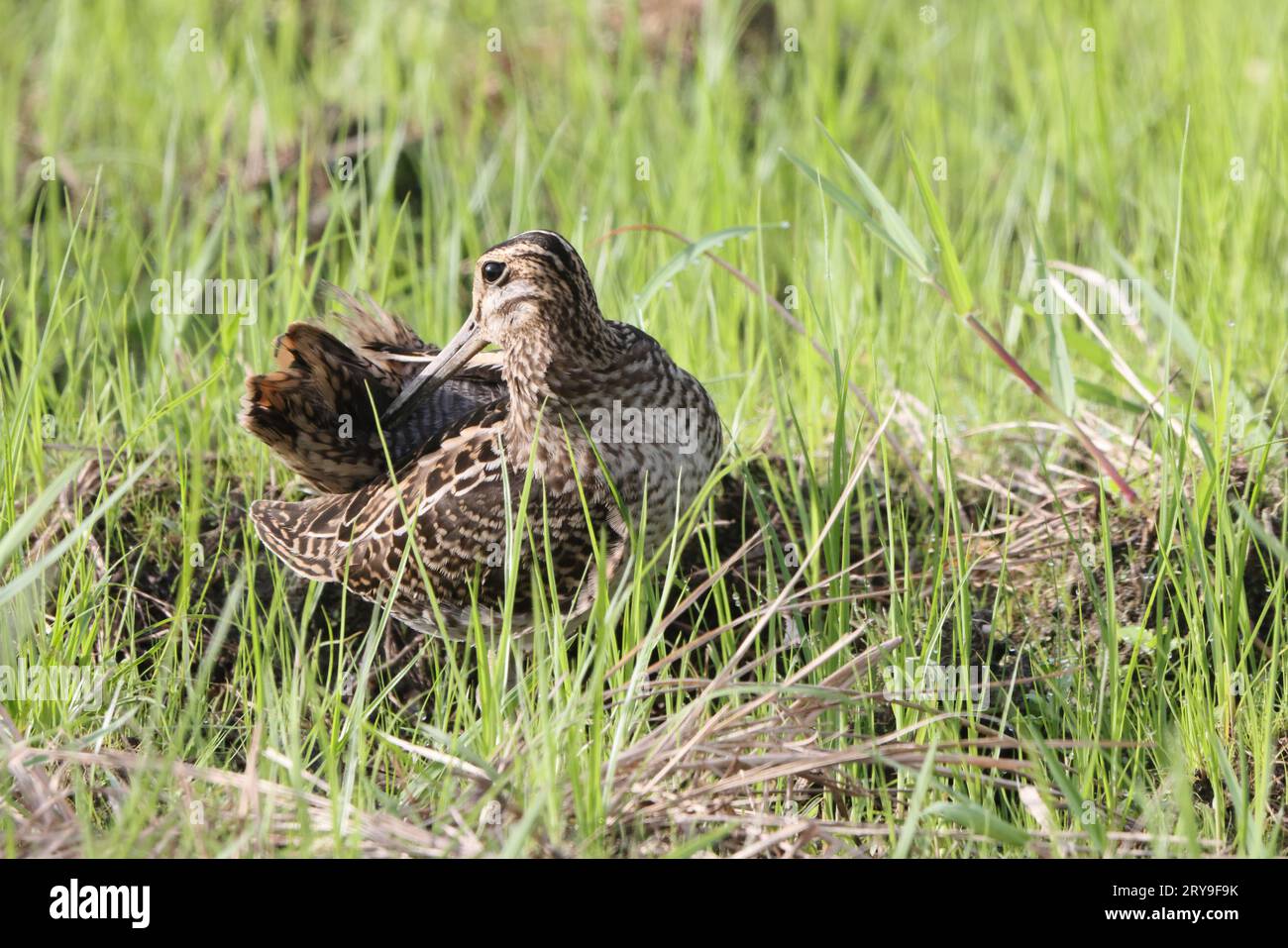 Chinese snipe hi-res stock photography and images - Alamy