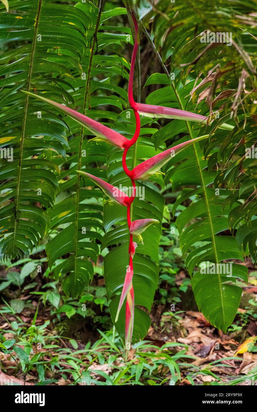 Heliconia flower in the amazonian rain forest, Perú Stock Photo - Alamy