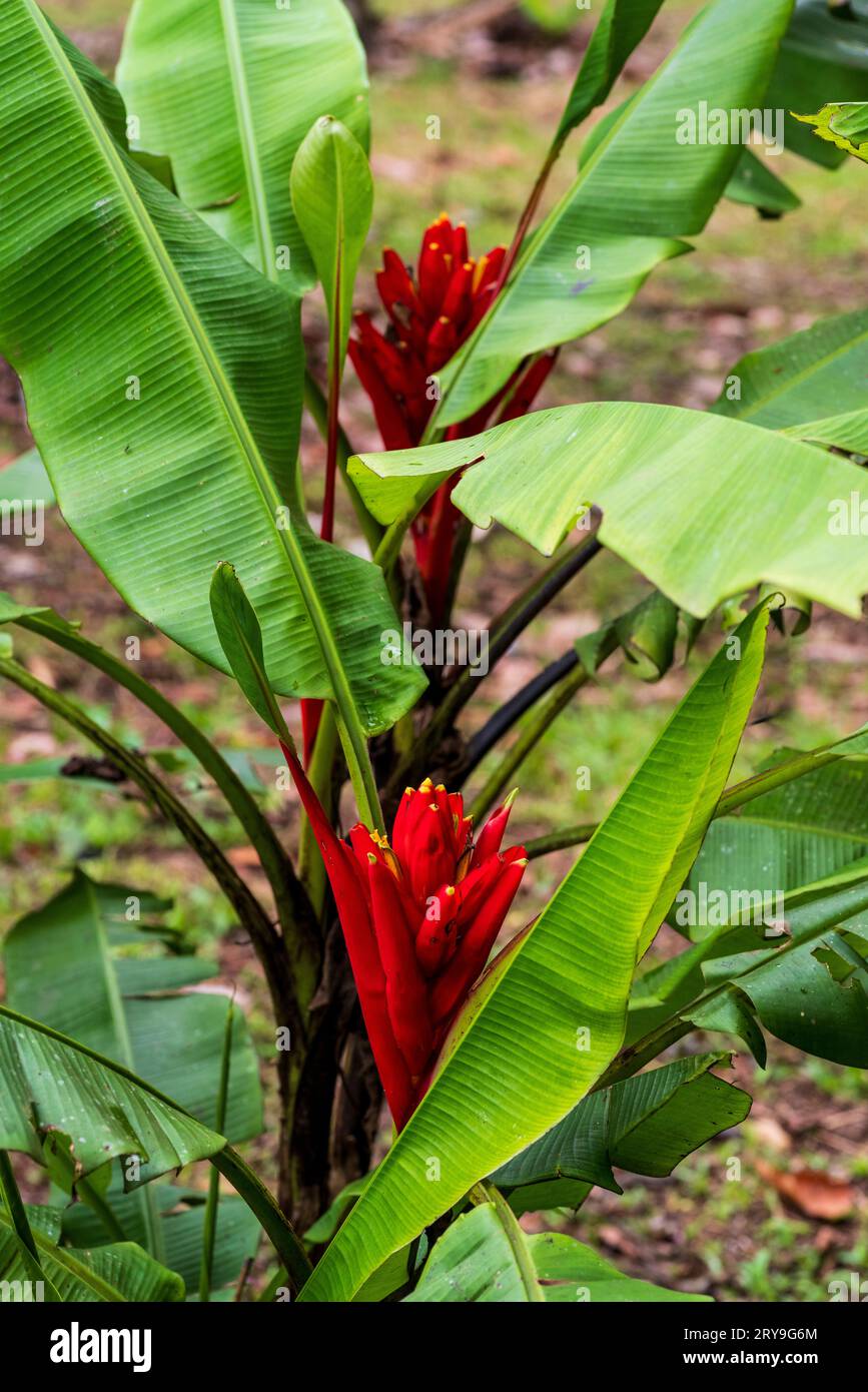 Heliconia flower in the amazonian rain forest, Perú Stock Photo - Alamy