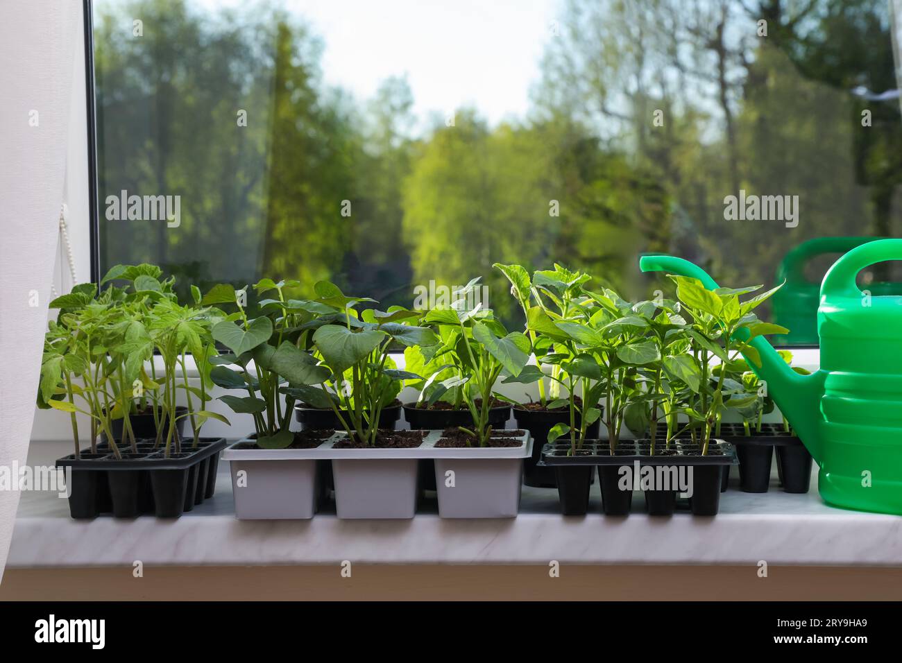 Seedlings growing in plastic containers with soil and watering can on ...