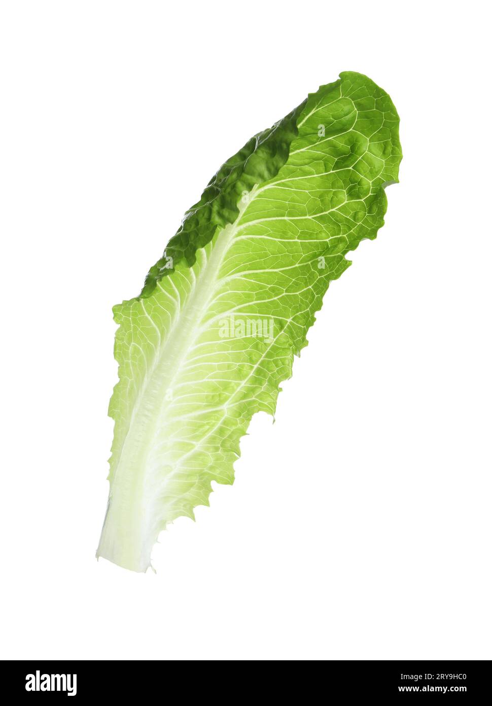 Fresh leaf of green romaine lettuce isolated on white Stock Photo - Alamy