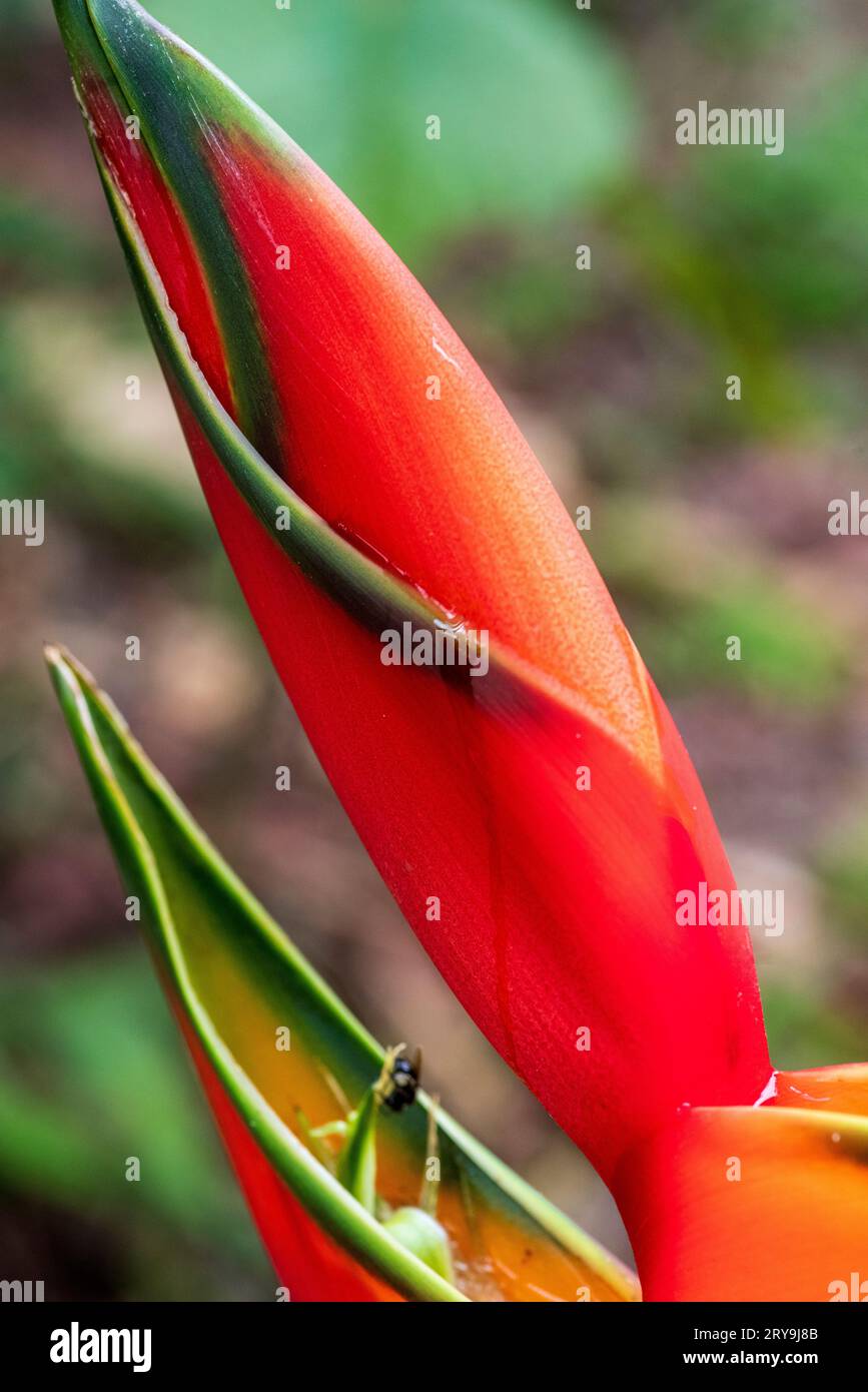 Heliconia flower in the amazonian rain forest, Perú Stock Photo - Alamy