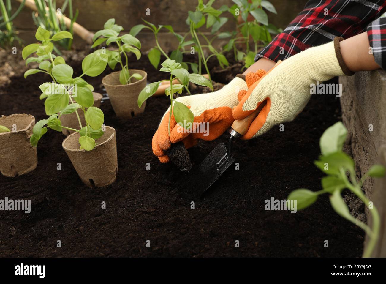 Woman planting summer container hi-res stock photography and images - Alamy