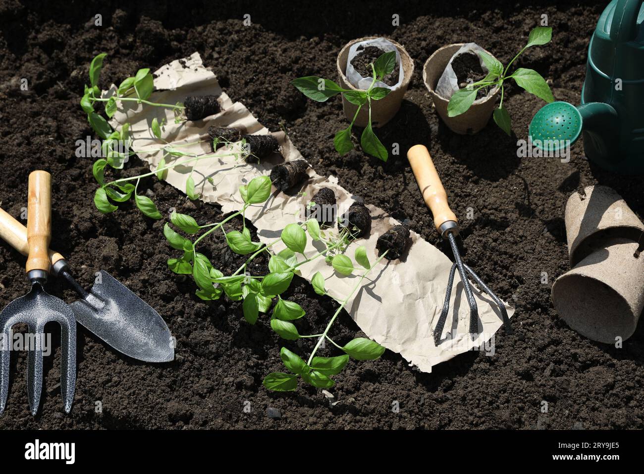 Many seedlings and different gardening tools on ground outdoors Stock ...