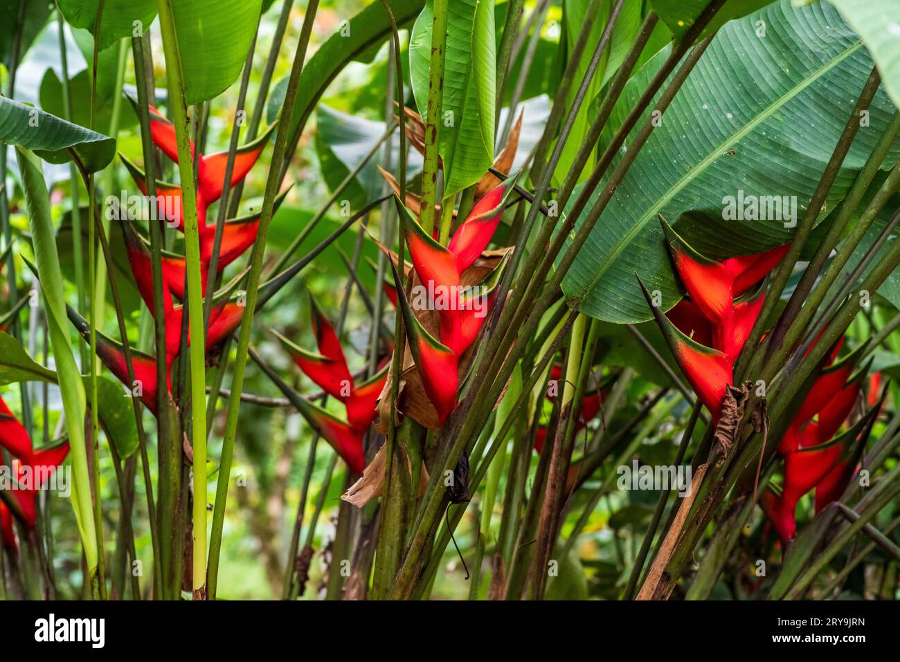Heliconia flower in the amazonian rain forest, Perú Stock Photo - Alamy
