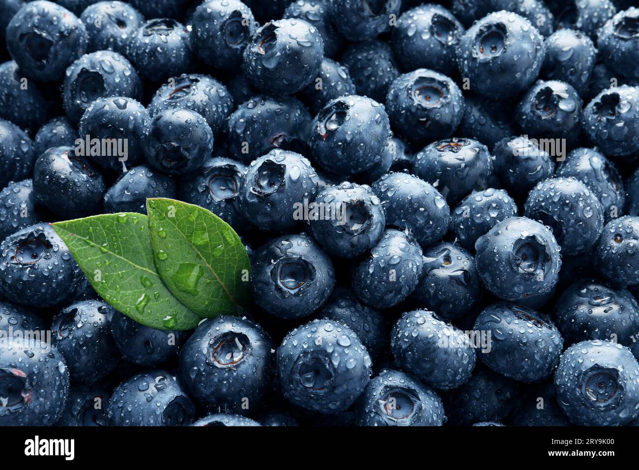 Wet fresh blueberries with green leaves as background, closeup Stock ...