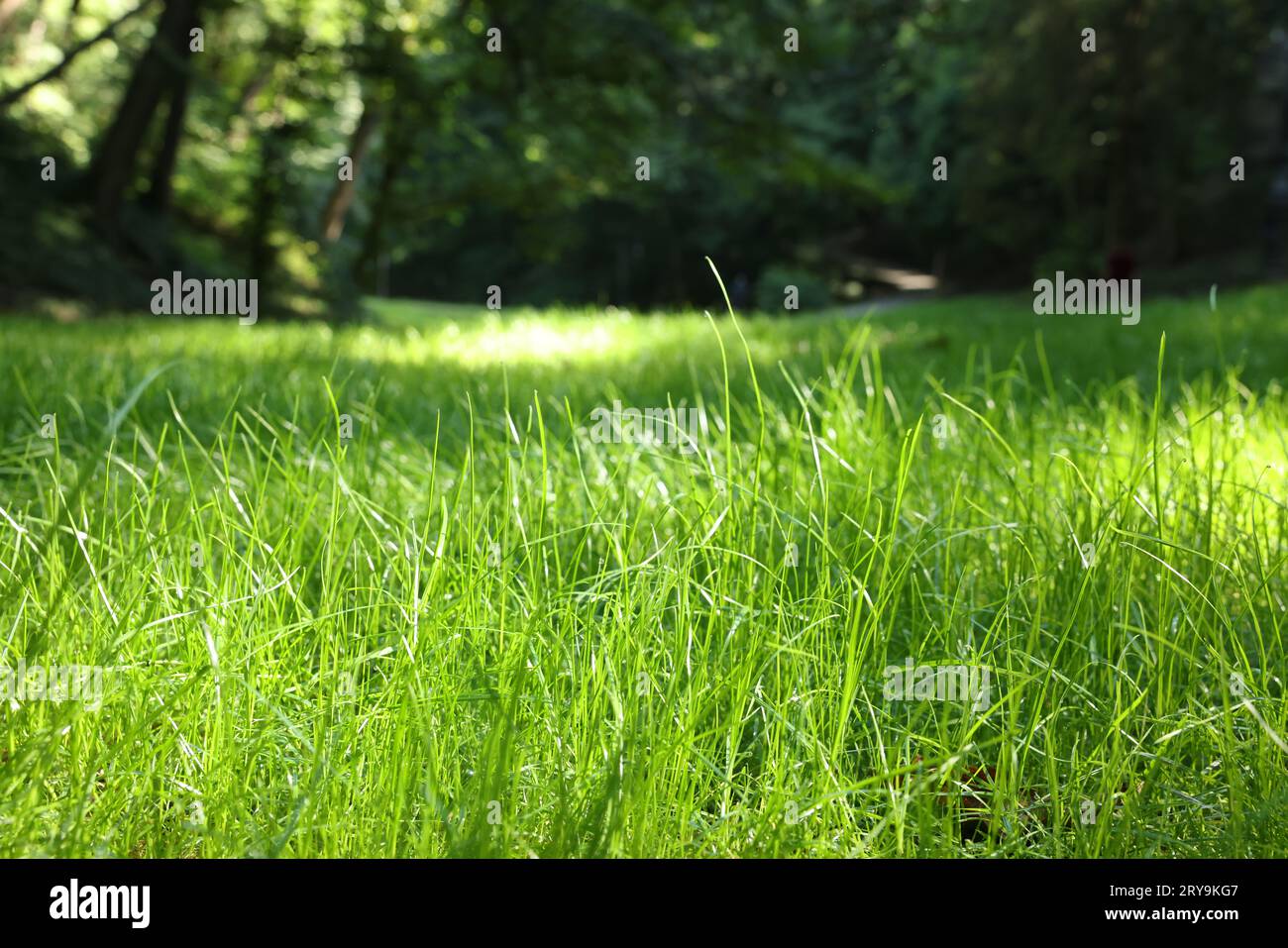 Beautiful lawn with green grass outdoors, closeup Stock Photo - Alamy