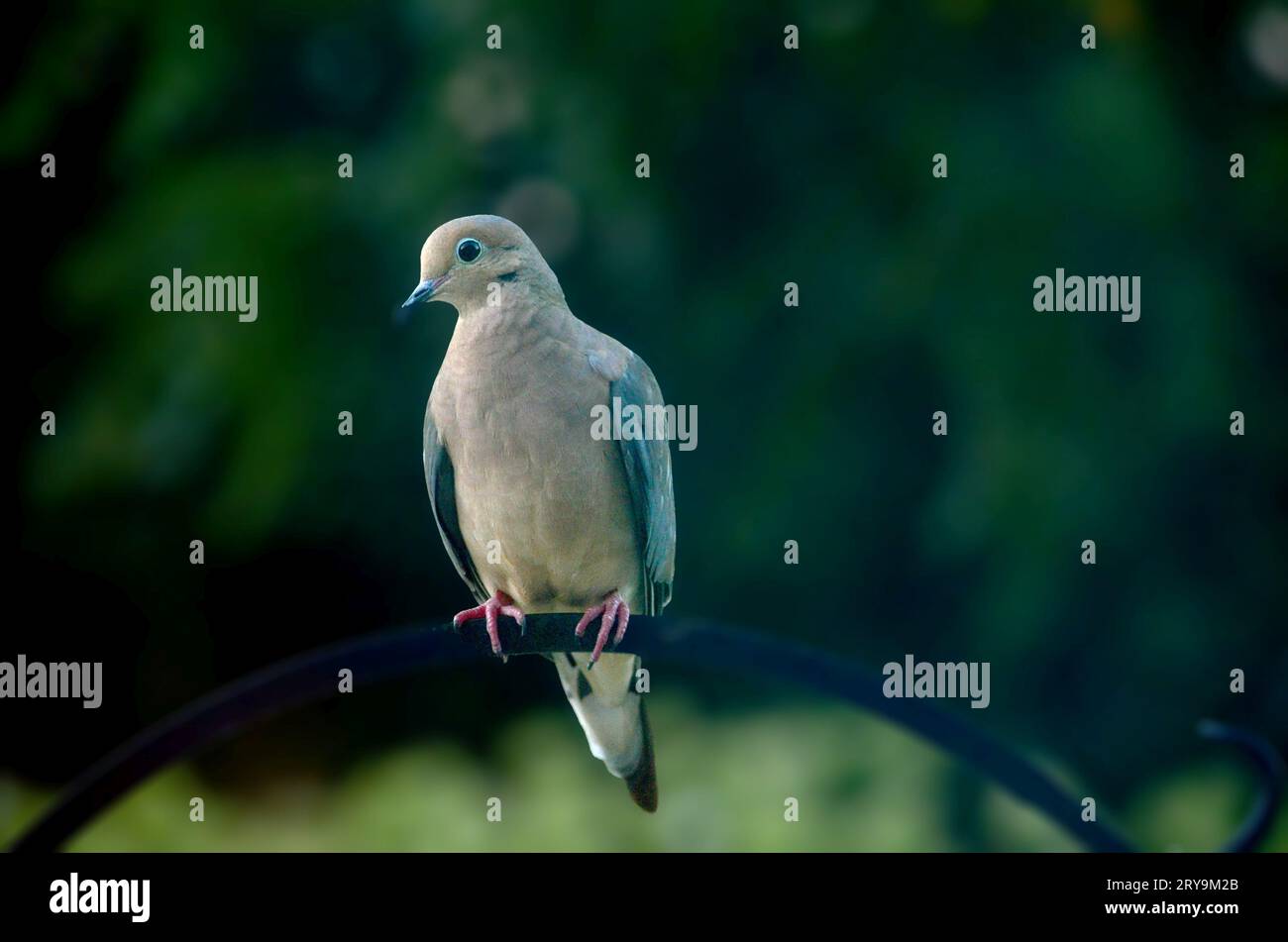 Mourning dove photography hi-res stock photography and images - Alamy