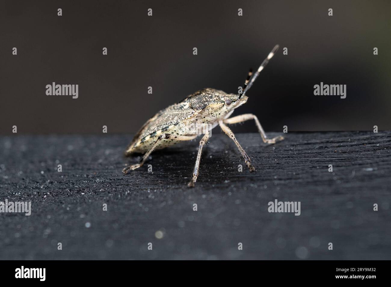 Graue Gartenwanze in Aachen am 26. September 2023. GERMANY - AACHEN ...