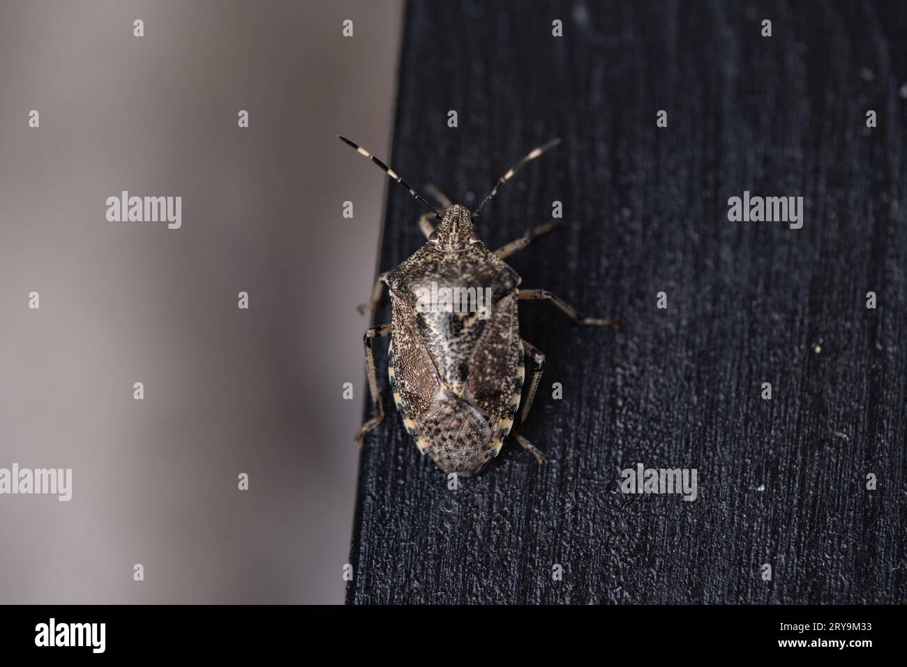 Graue Gartenwanze in Aachen am 26. September 2023. GERMANY - AACHEN ...