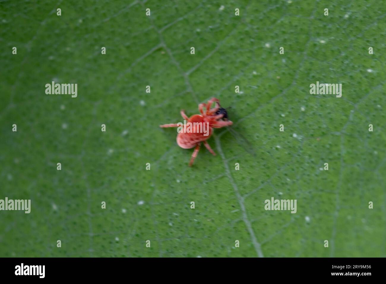 Milbe hi-res stock photography and images - Alamy