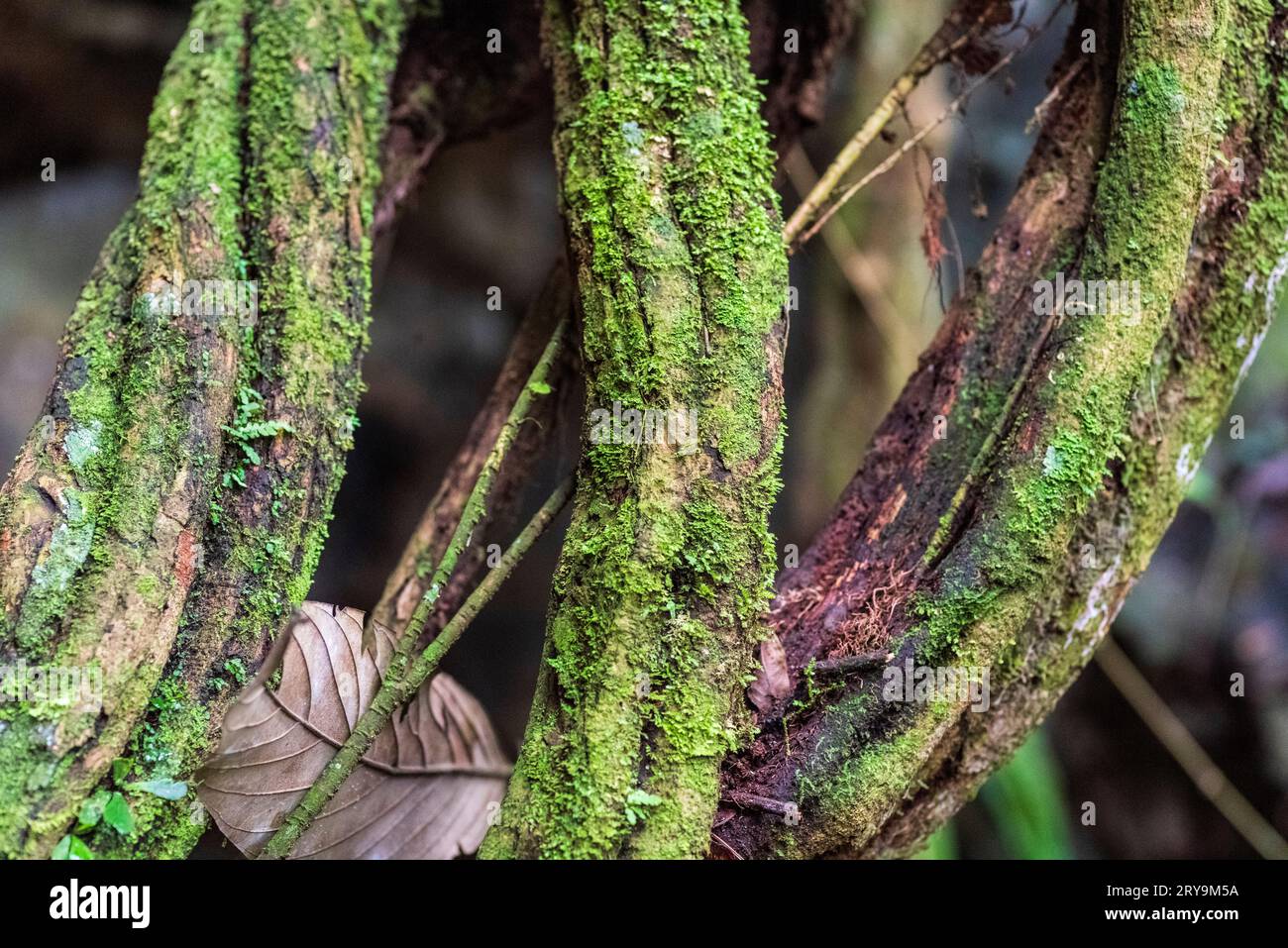 Jungle spirit hi-res stock photography and images - Alamy