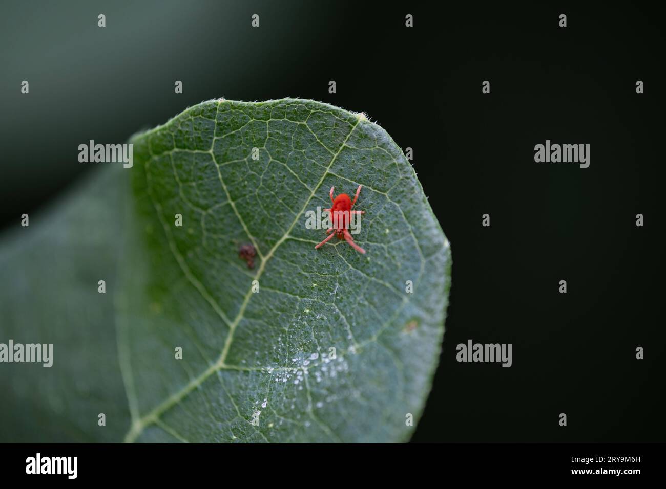 Milbe hi-res stock photography and images - Alamy