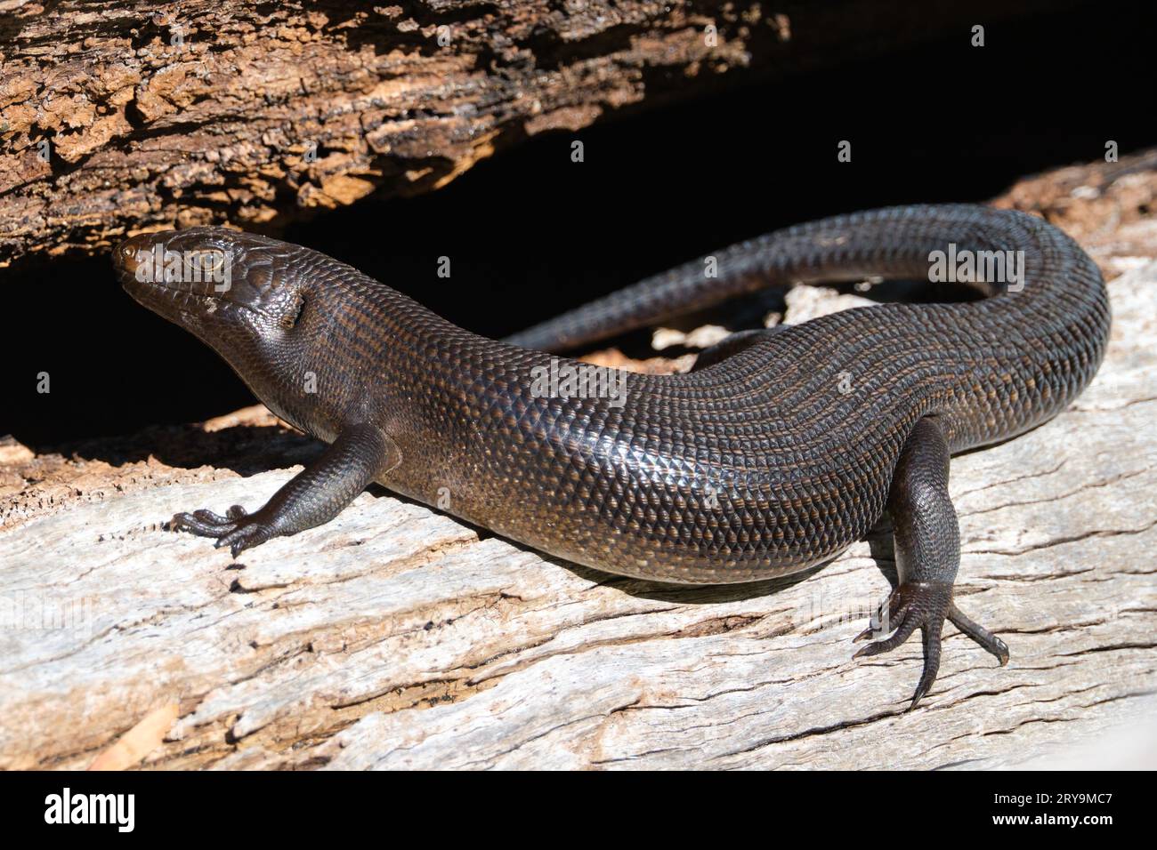 An adult King Skink or King's Skink, Egernia kingii, a reptile species ...