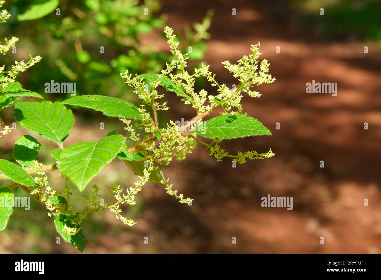 Karri hazel hi-res stock photography and images - Alamy
