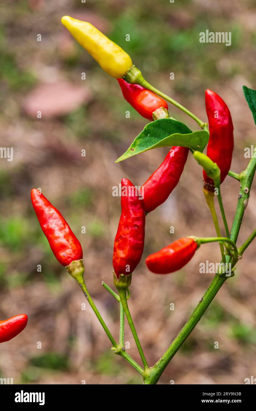 chilli pepper, Perú Stock Photo - Alamy