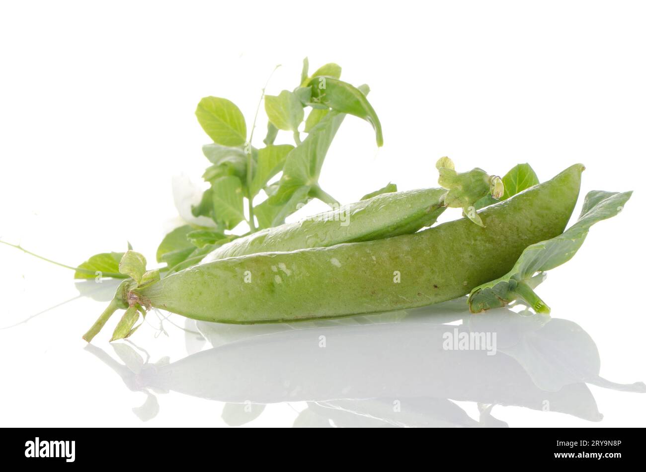 Structures of seed pods hi-res stock photography and images - Alamy