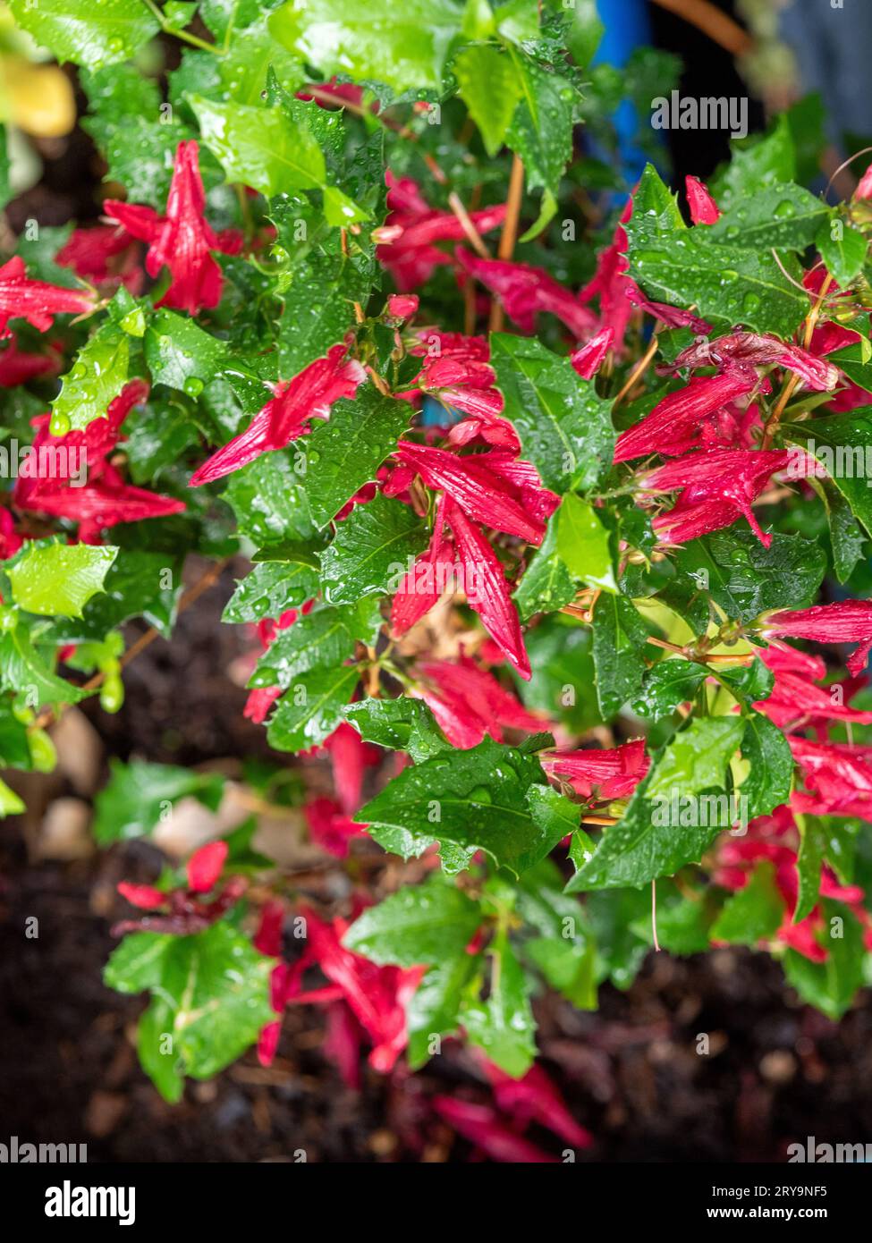 Red Crimson flowering of the Holly Fuchsia an Australian native plant ...