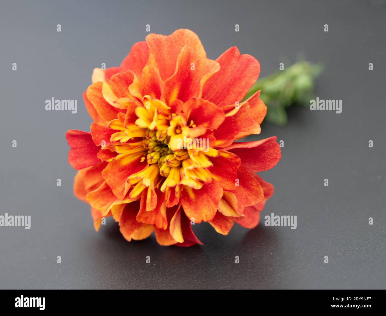 French Marigold flower closeup isolated on plain dark background ...