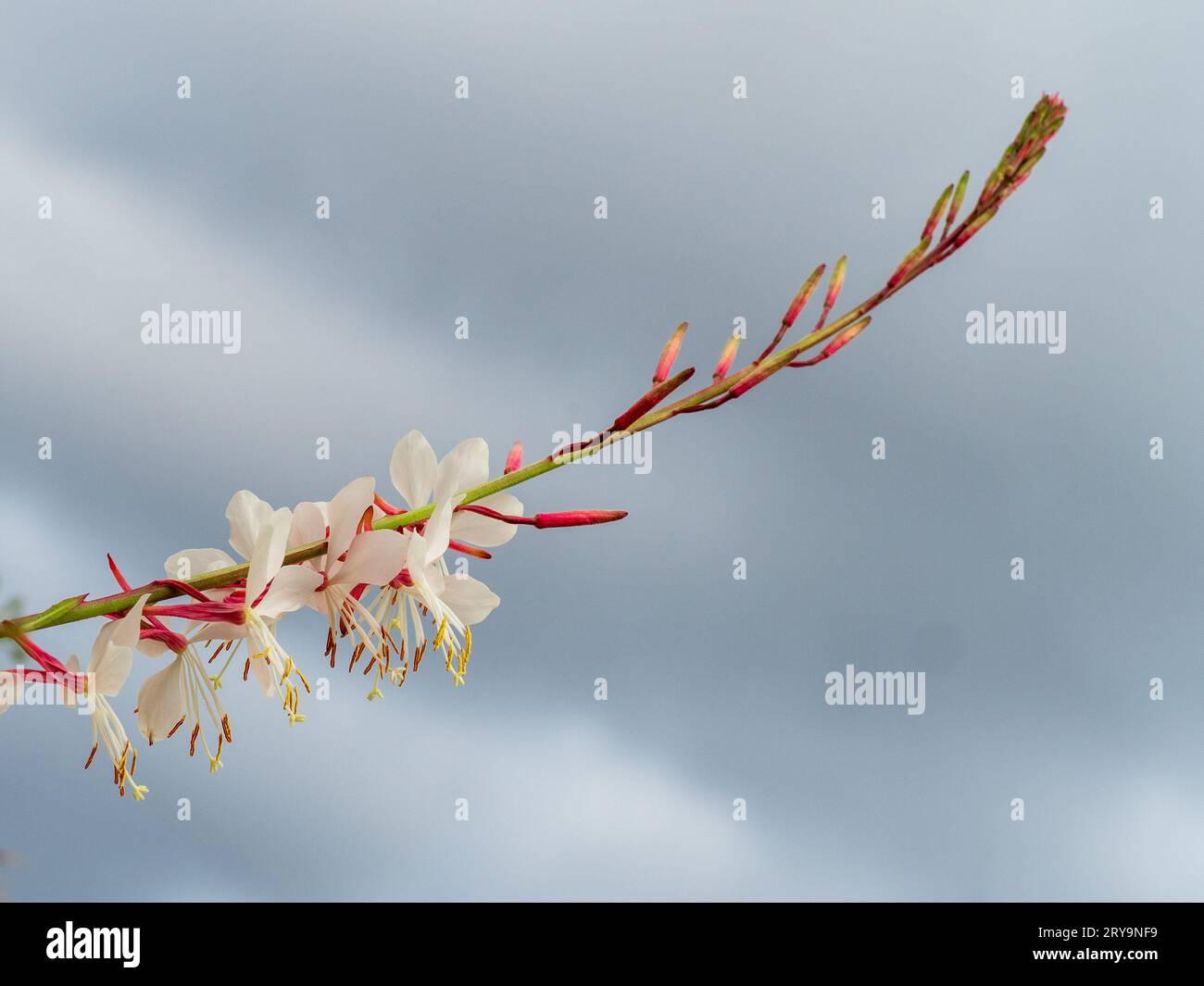 Gaura lindheimeri whirling butterflies hi-res stock photography and ...