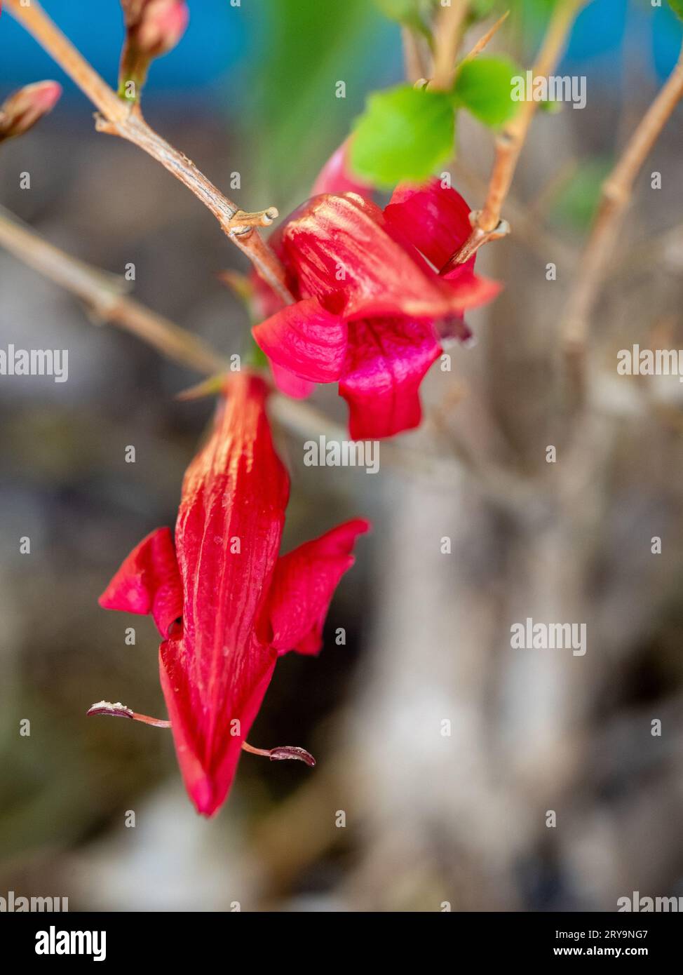 Red Crimson flowering of the Holly Fuchsia an Australian native plant ...