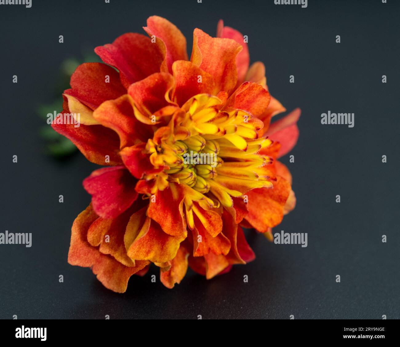 French Marigold flower closeup isolated on plain dark background ...