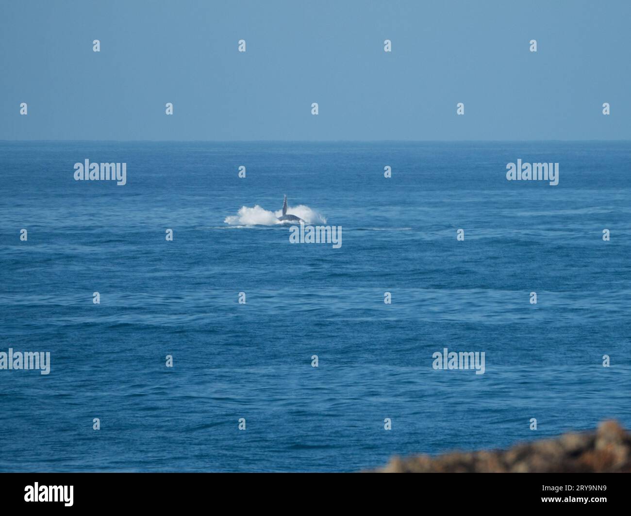 A Humpback Whale rolling about and splashing after breaching Stock ...