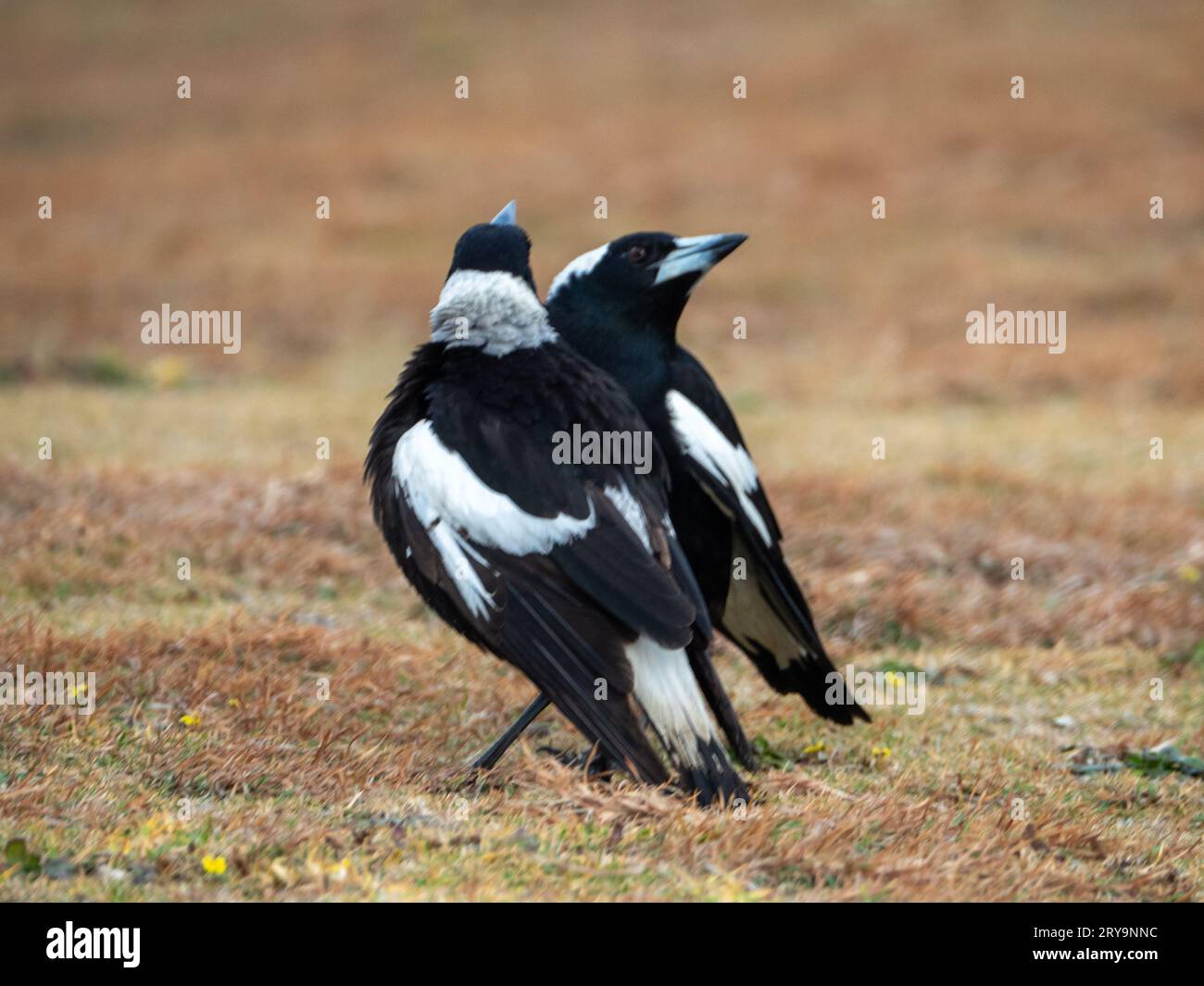 Australian magpie pair hi-res stock photography and images - Alamy