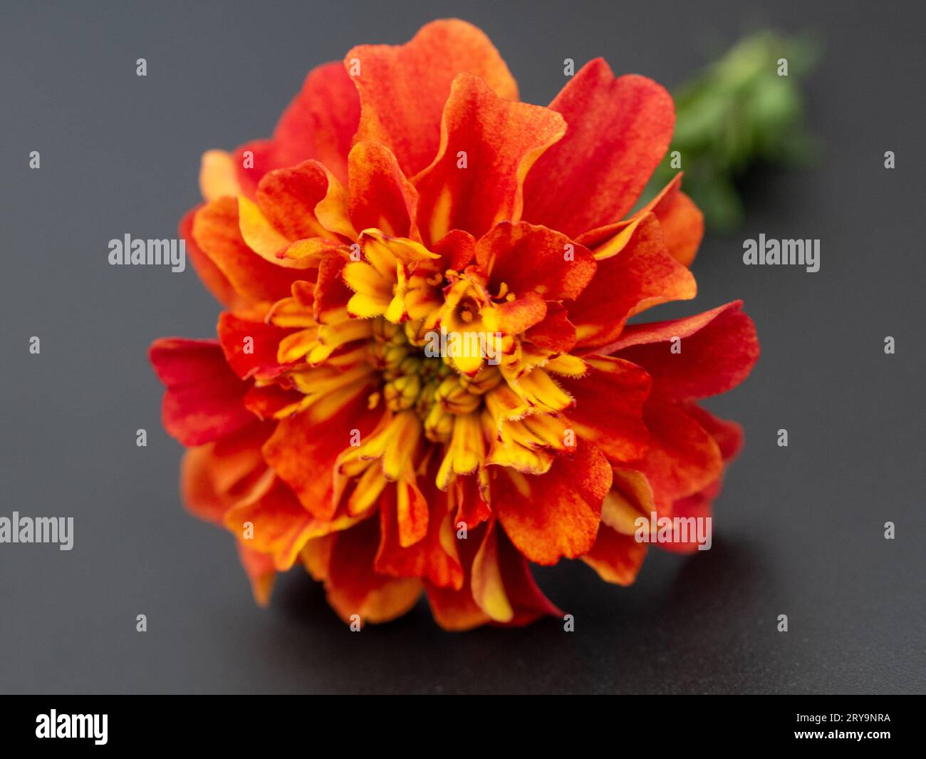 French Marigold flower closeup isolated on plain dark background ...
