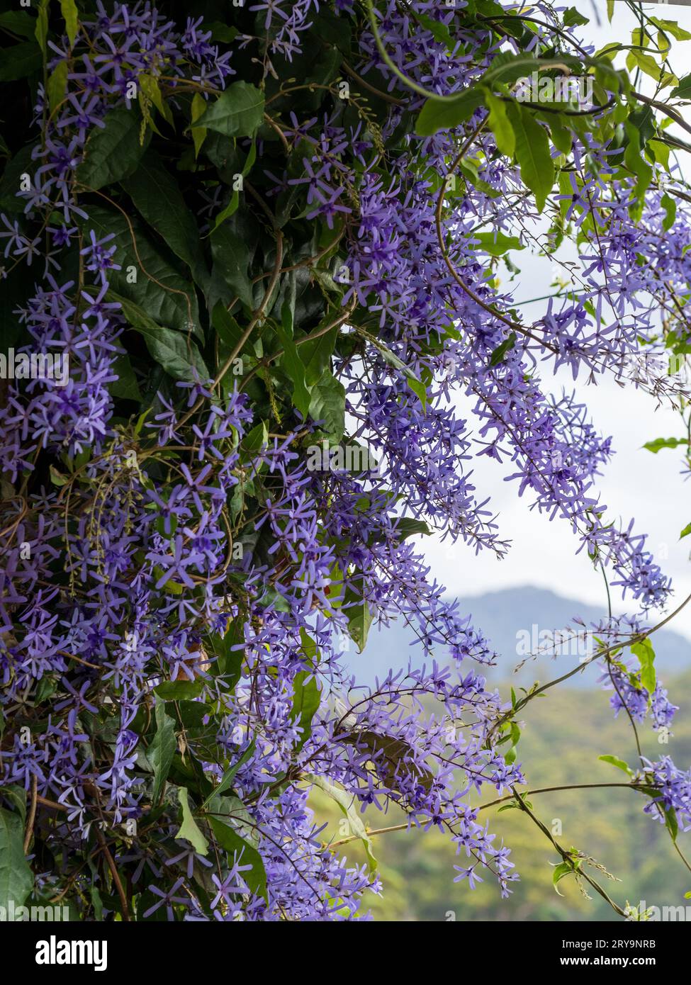 Sandpaper Vine, Petrea Volubilis, fake Wisteria in glorious purple ...