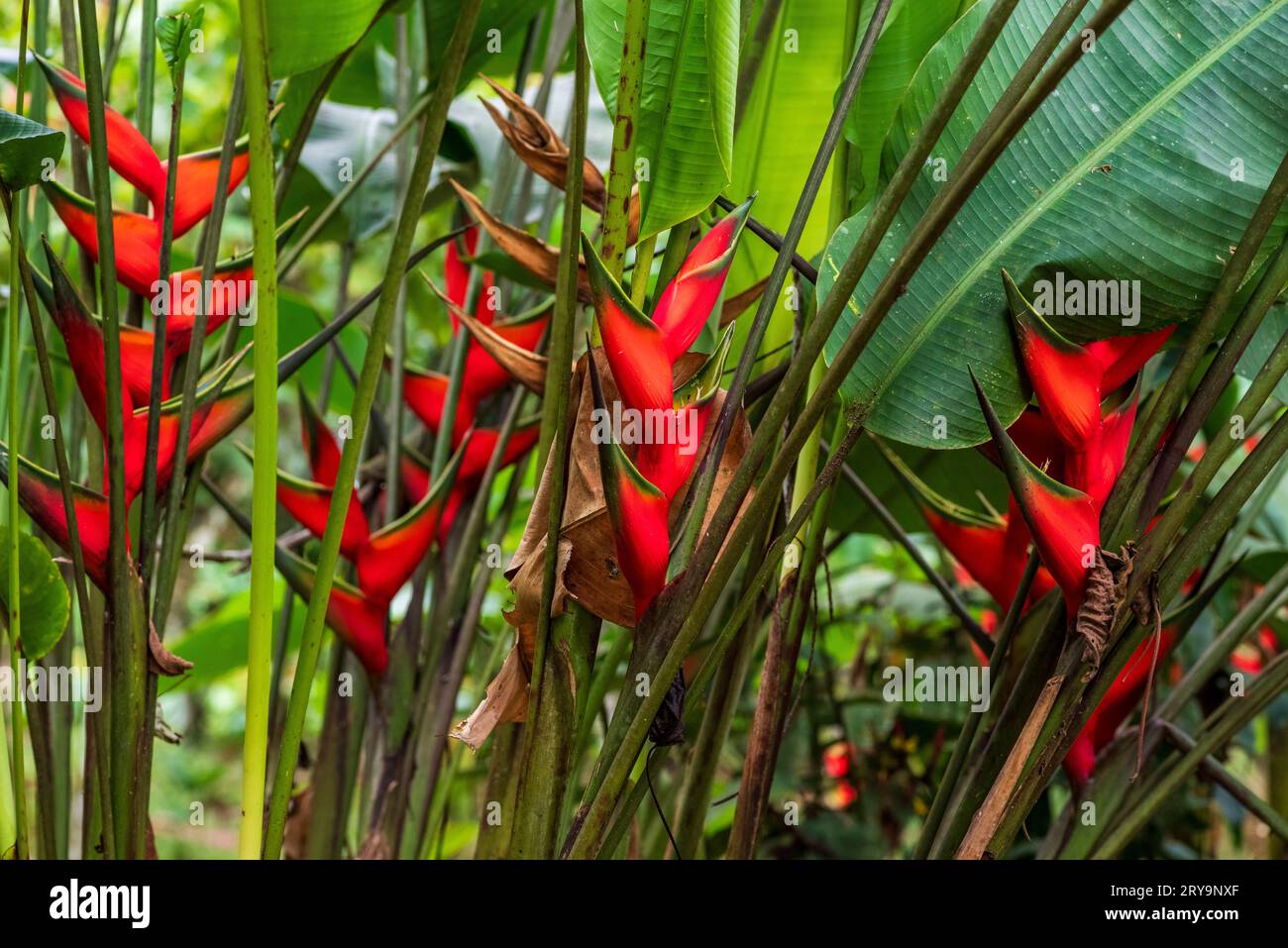 Heliconia flower in the amazonian rain forest, Perú Stock Photo - Alamy