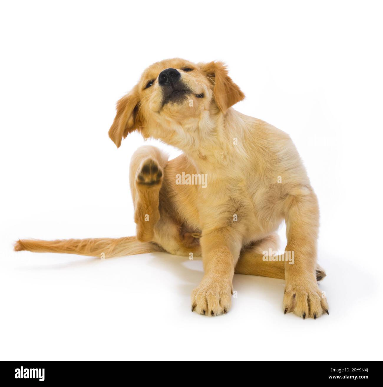 16 week old cute Golden Retriever puppy scratching fleas with hind leg ...