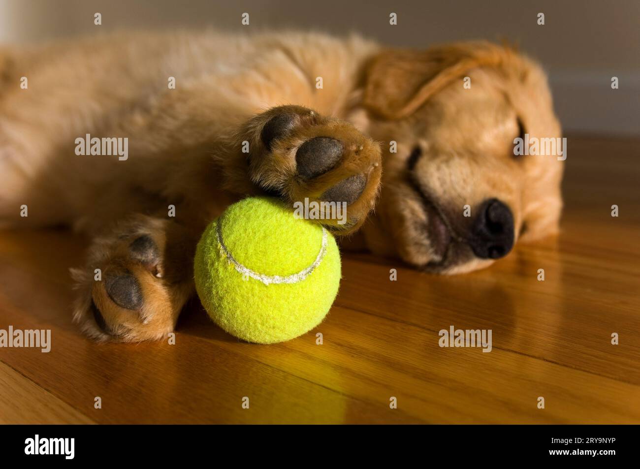 12 week old Golden Retriever puppy asleep with a tennis ball under his ...
