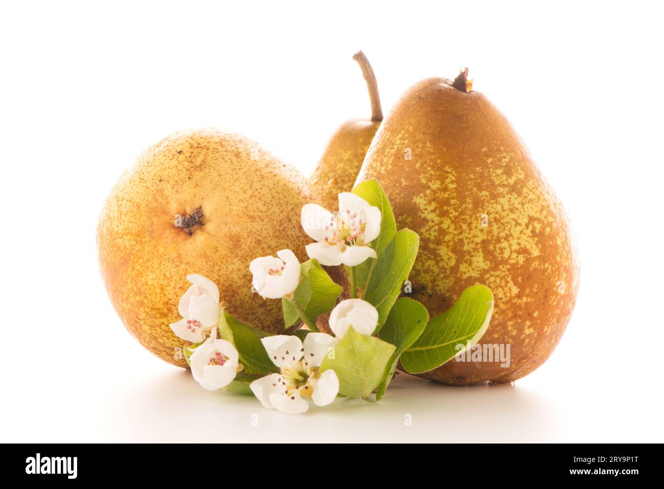 Three ripe pears Stock Photo - Alamy