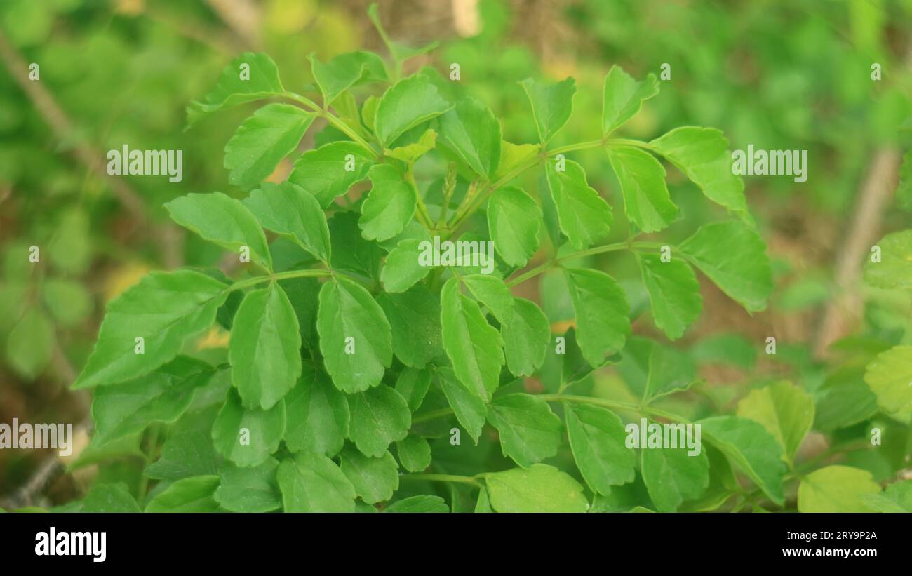 Cape honeysuckle or Tecoma capensis plant. In Indonesia called ...