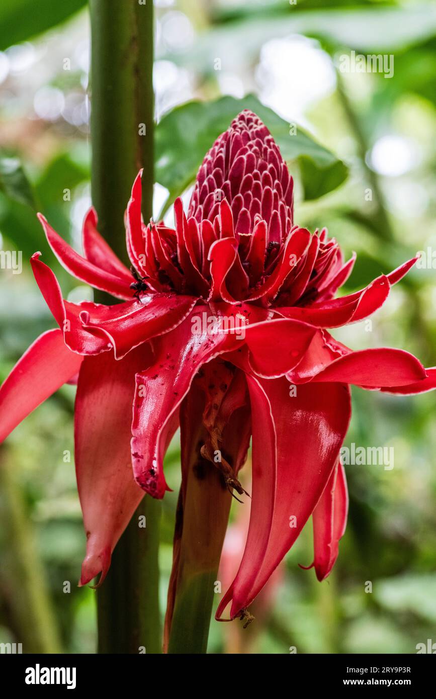 Heliconia flower in the amazonian rain forest, Perú Stock Photo - Alamy