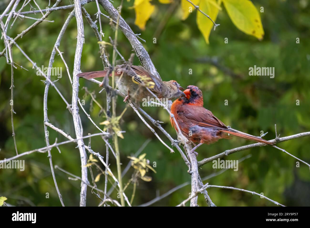 The northern cardinal (Cardinalis cardinalis) feeds the young Stock ...