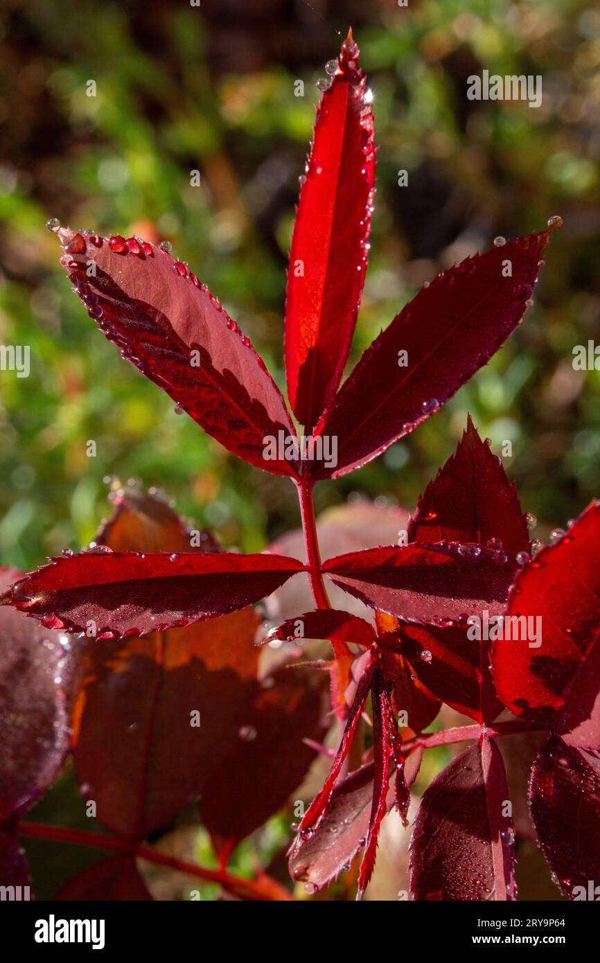 Rose leaves hi-res stock photography and images - Alamy