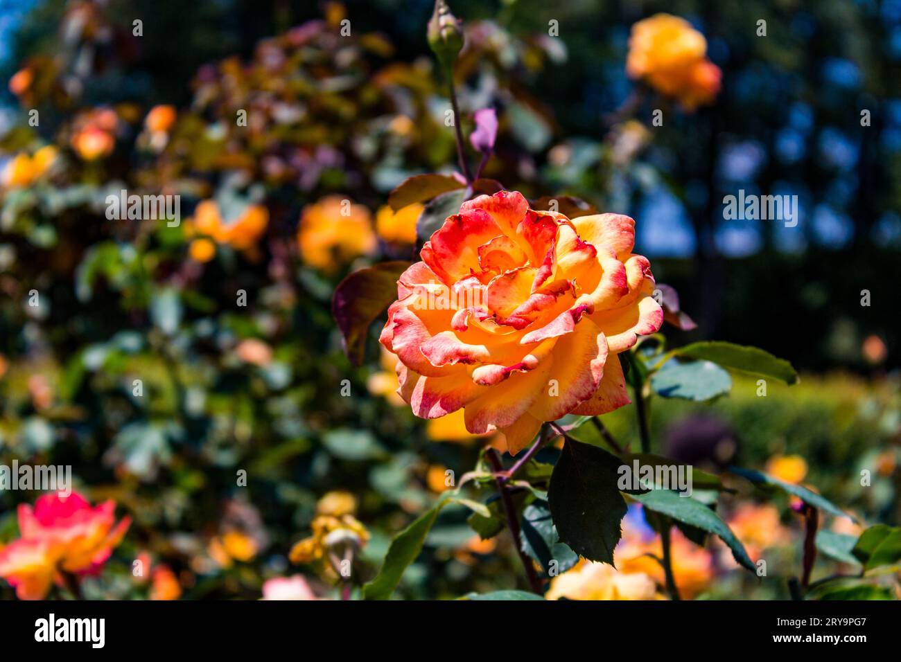 Tricolour rose bush hi-res stock photography and images - Alamy