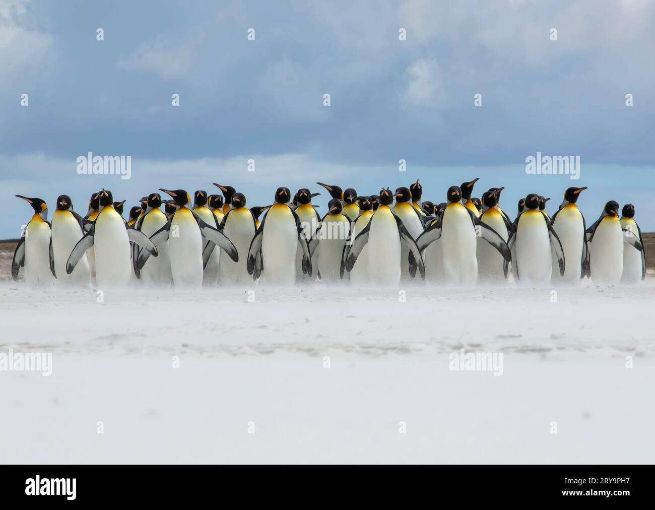 Marching penguin hi-res stock photography and images - Alamy