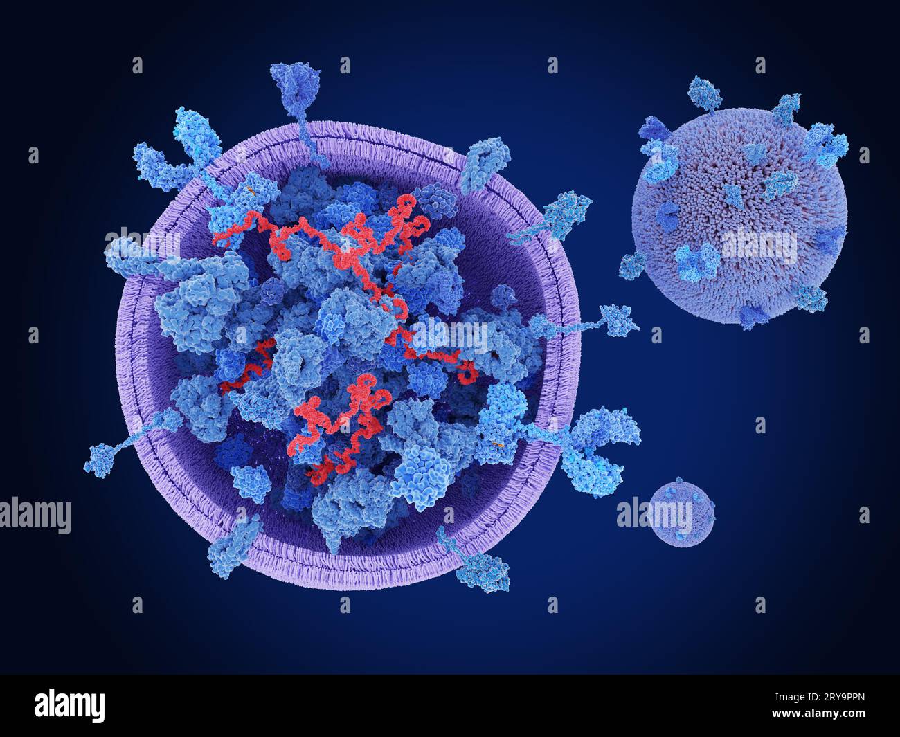 Exosome cross section, illustration Stock Photo - Alamy Exosome cross section, illustration Stock Photo - Alamy