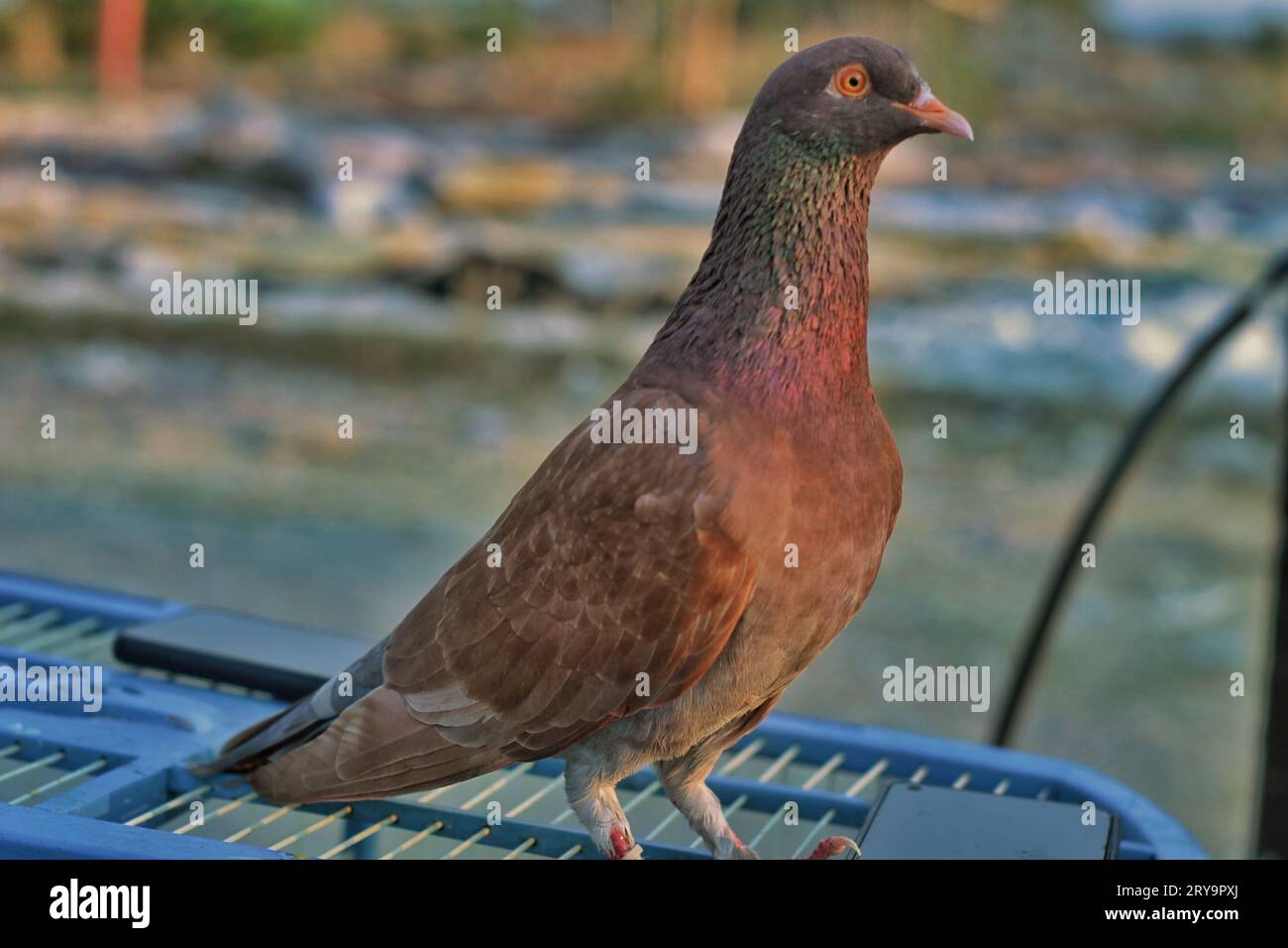 The male pigeon faces sideways. with beautiful colored feathers. very ...