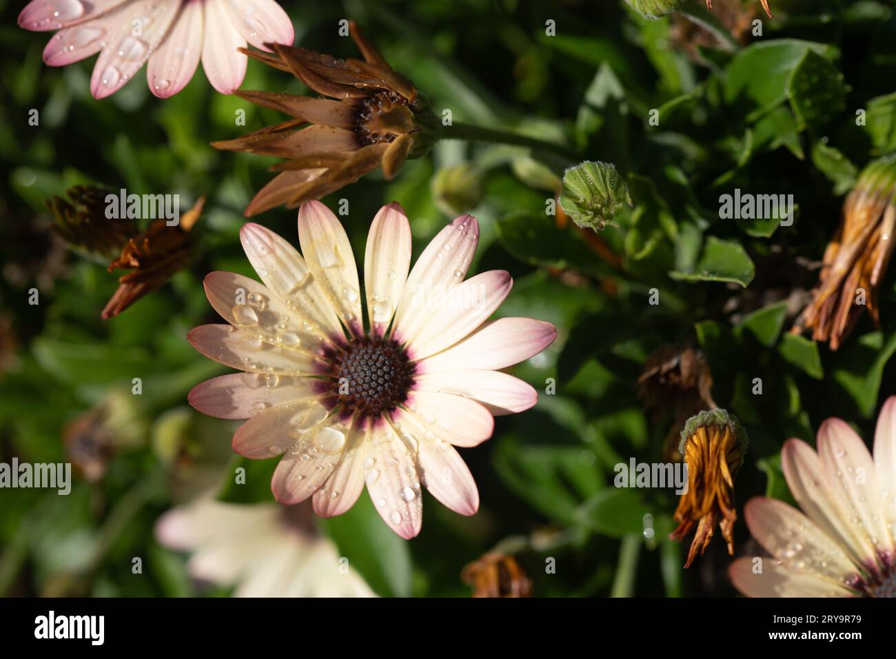 Petals of rain hi-res stock photography and images - Alamy