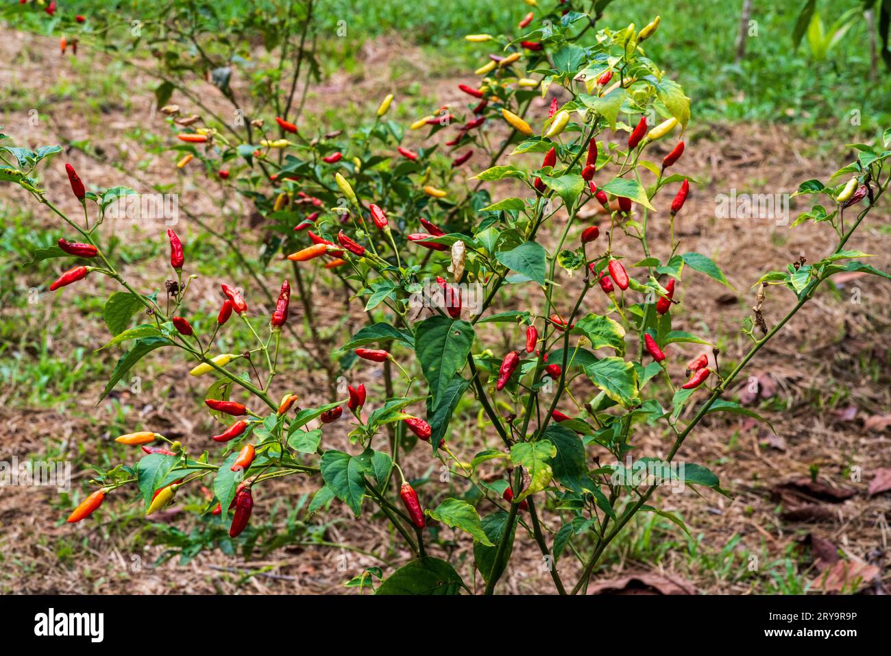 Chilli plant seeds hi-res stock photography and images - Alamy