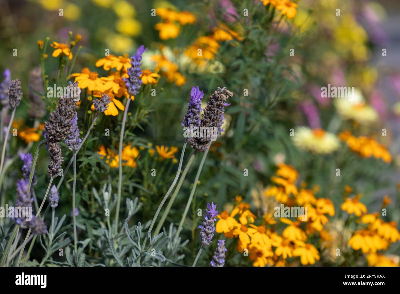 Lavender bloom spring hi-res stock photography and images - Alamy