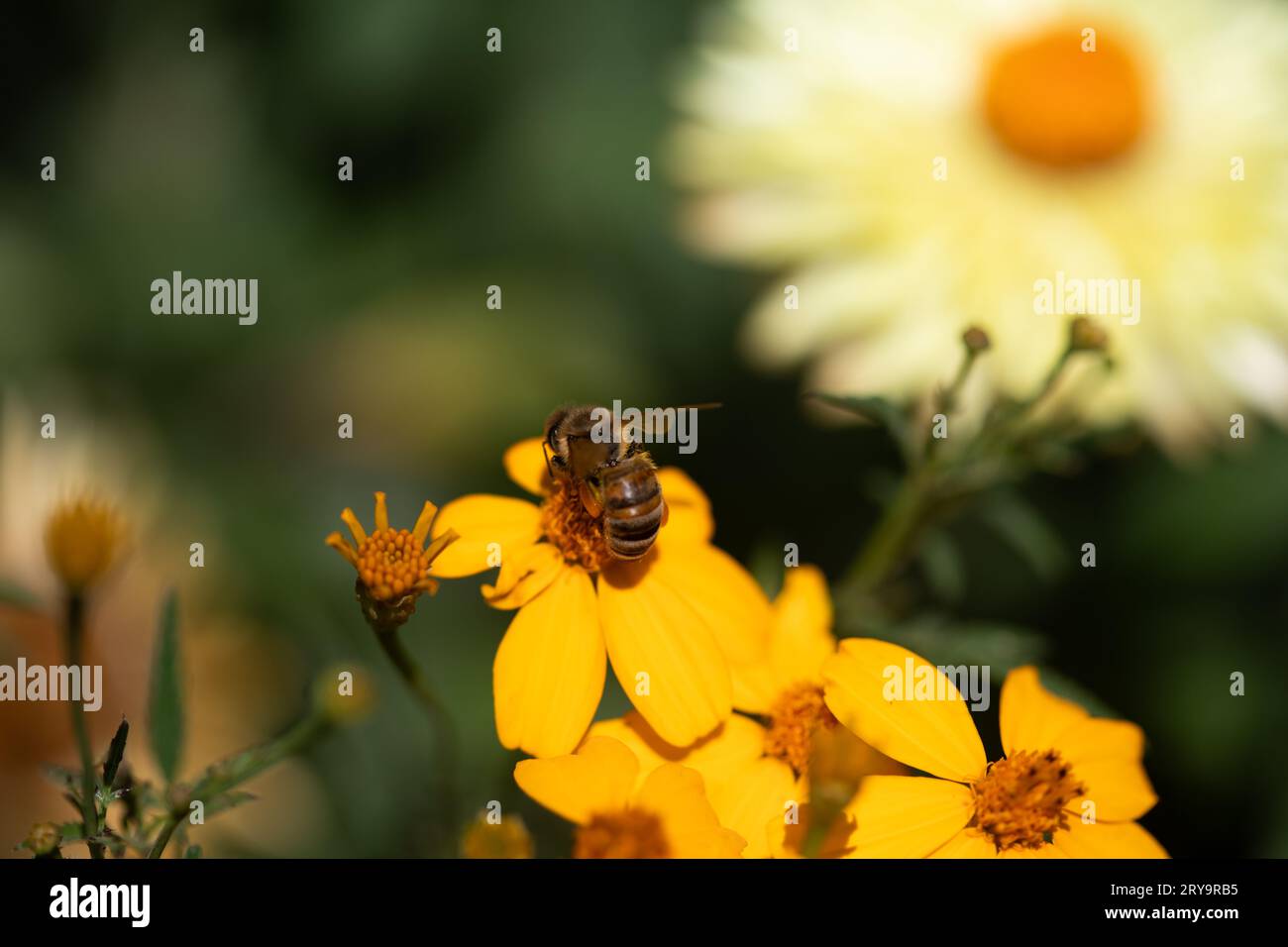 Honey bee in yellow flower Stock Photo - Alamy