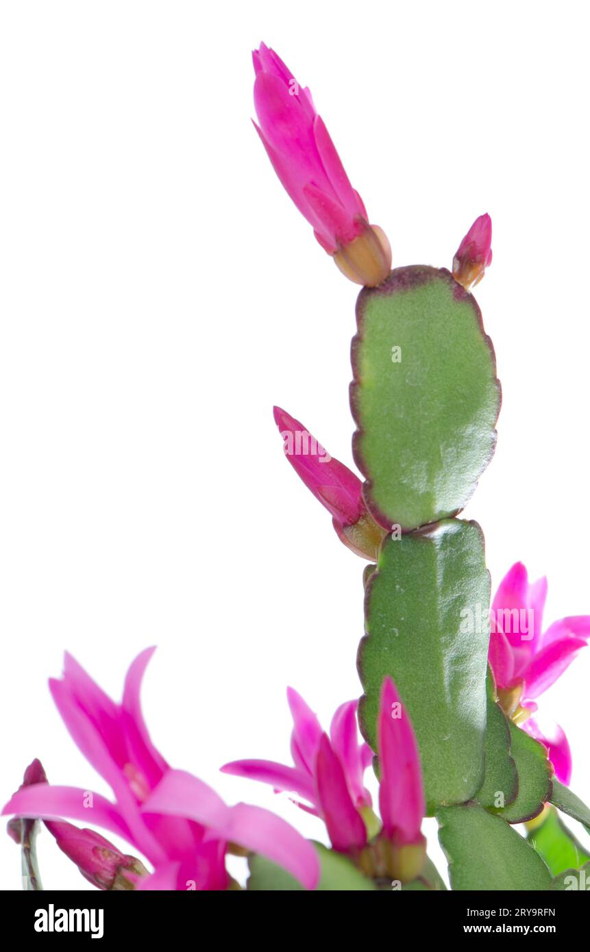 Rhipsalidopsis easter cactus hi-res stock photography and images - Alamy